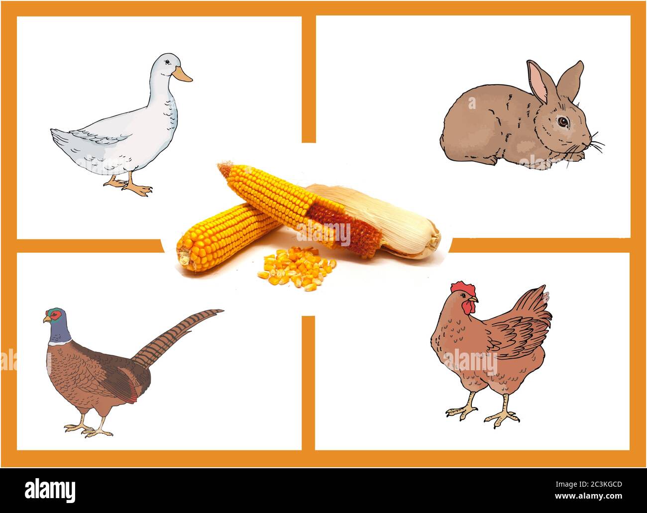 Collage of illustrative farm animals with corns in the middle isolated ...