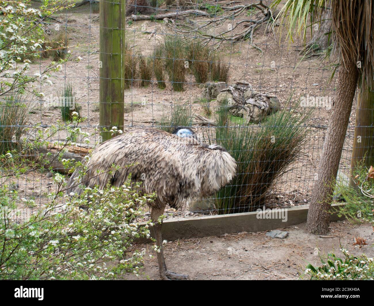 Emu Standing In A Zoo Garden Stock Photo - Alamy