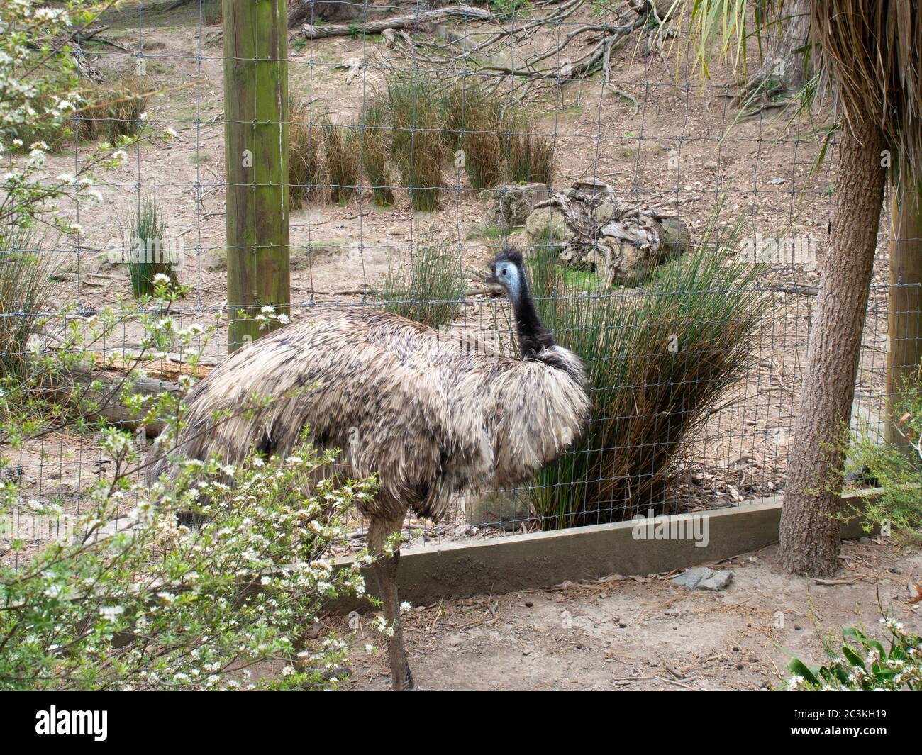 Emu Standing In A Zoo Garden Stock Photo - Alamy