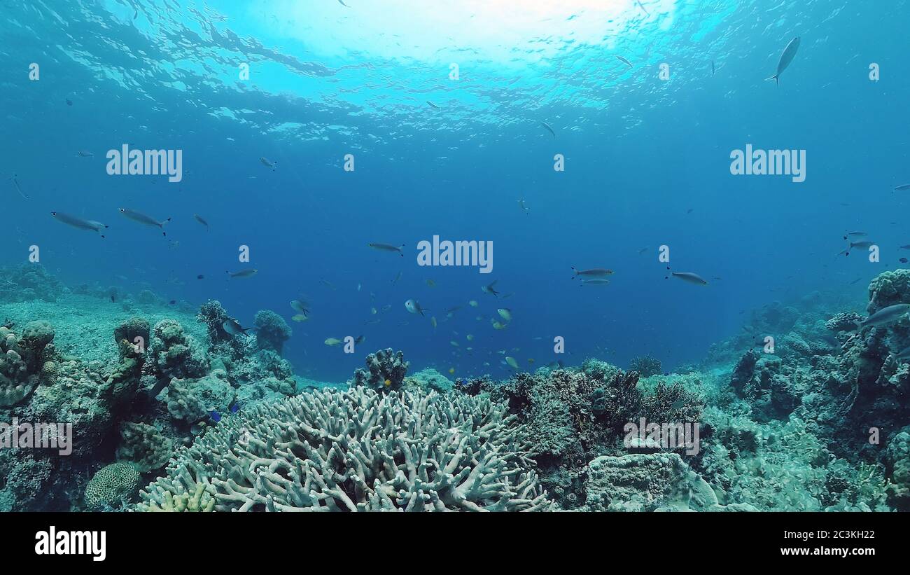 Beautiful underwater world with coral reef and tropical fishes. Panglao ...