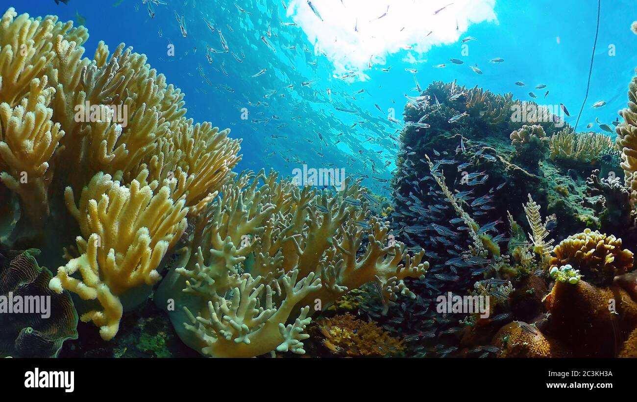 Underwater Colorful Tropical Fishes. wonderful and beautiful underwater ...