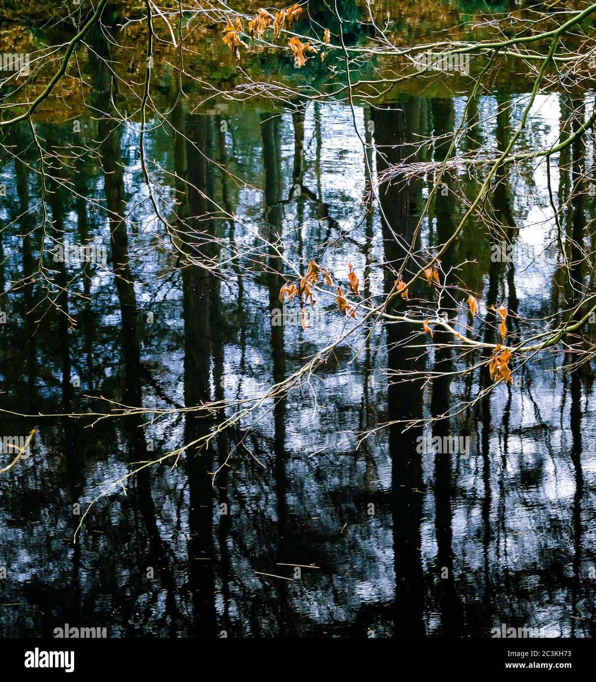 Selective focus shot of thin branches and dry leaves of a tree near the ...