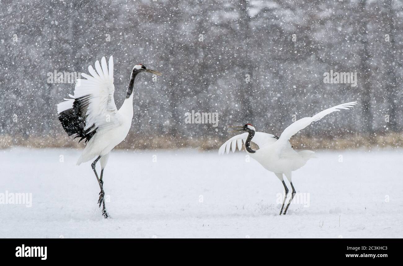 Dancing Cranes. The ritual marriage dance of cranes. The red-crowned ...