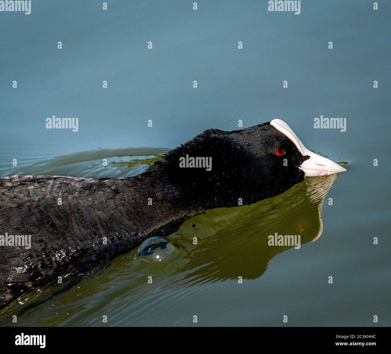 Closeup shot of an American coot swimming on a lake at daytime Stock ...