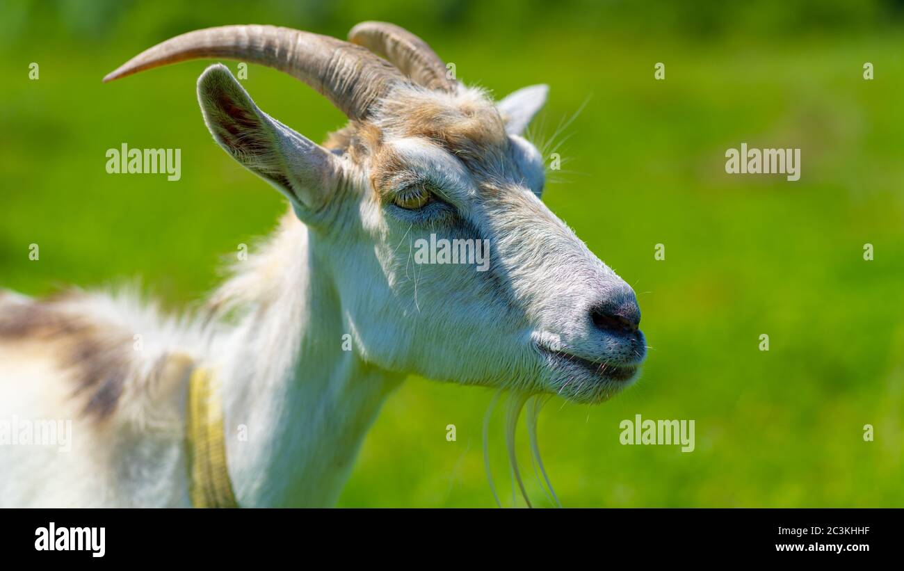 Little goat hi-res stock photography and images - Alamy