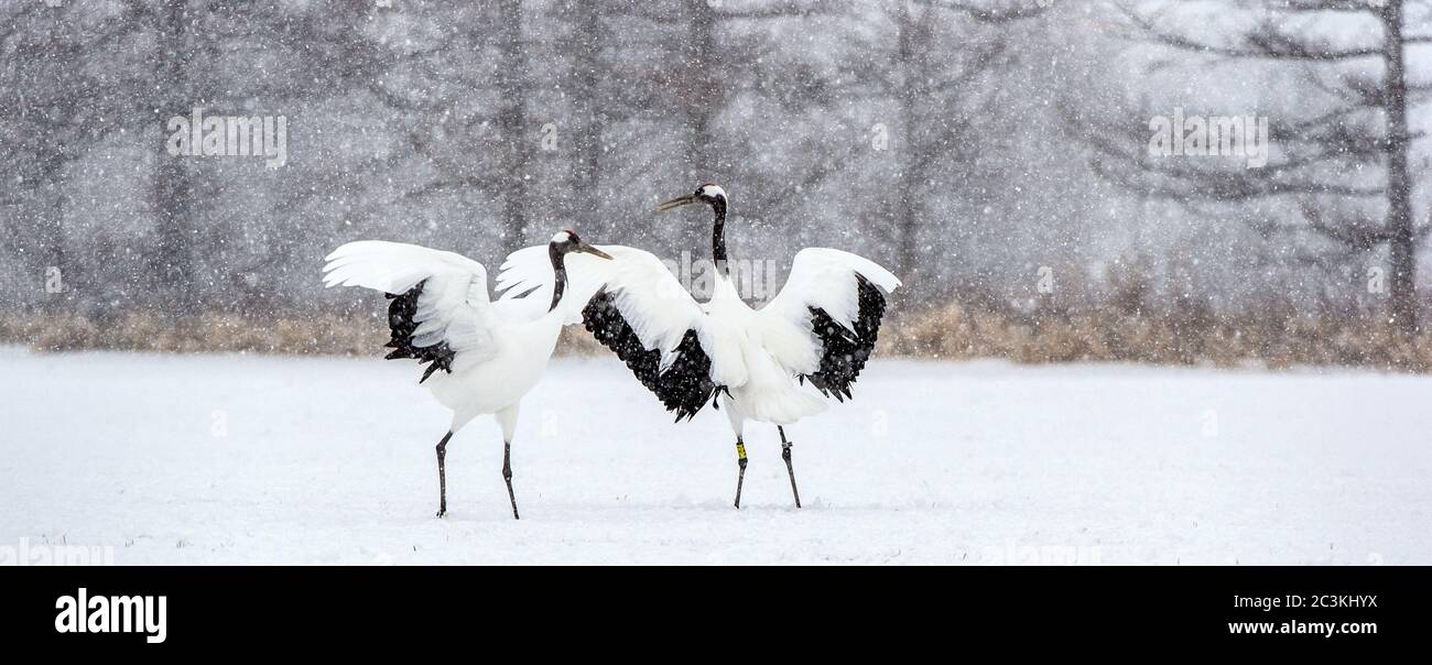 Dancing Cranes. The ritual marriage dance of cranes. The red-crowned ...
