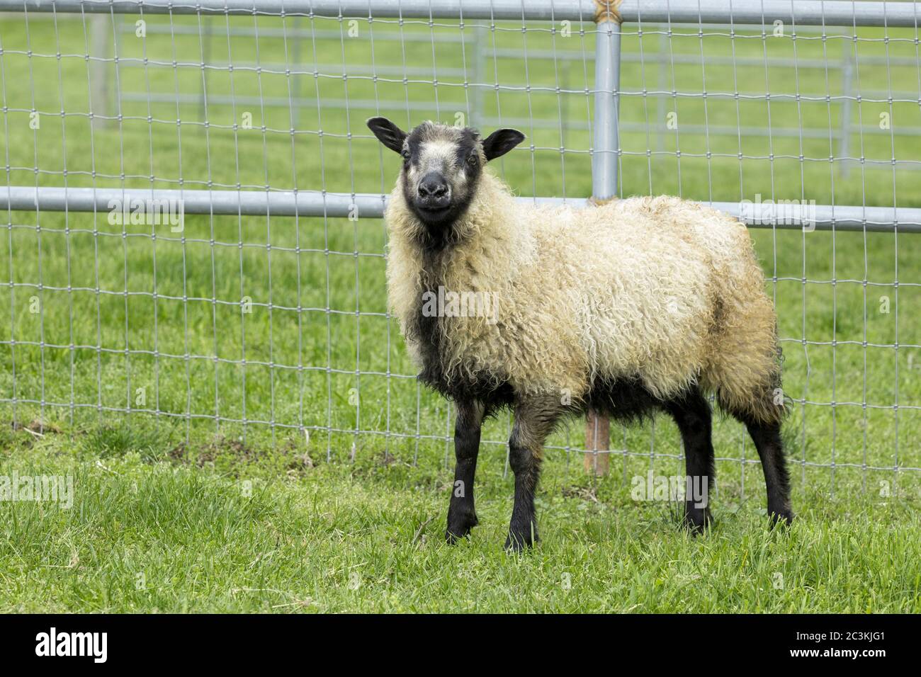 Female lamb hi-res stock photography and images - Alamy