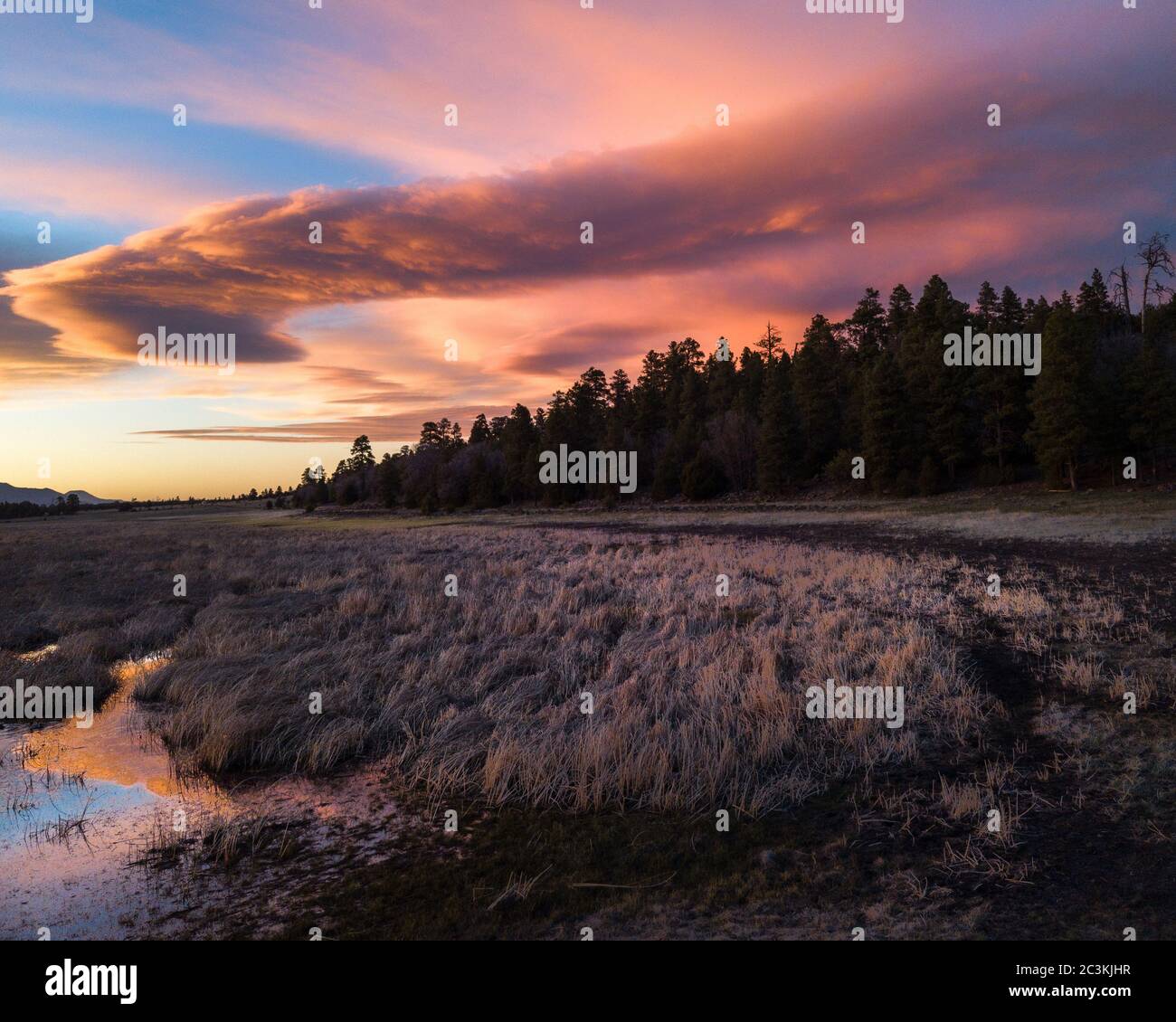 Beautiful scenery of a forest with fir trees at the sunset in Northern ...
