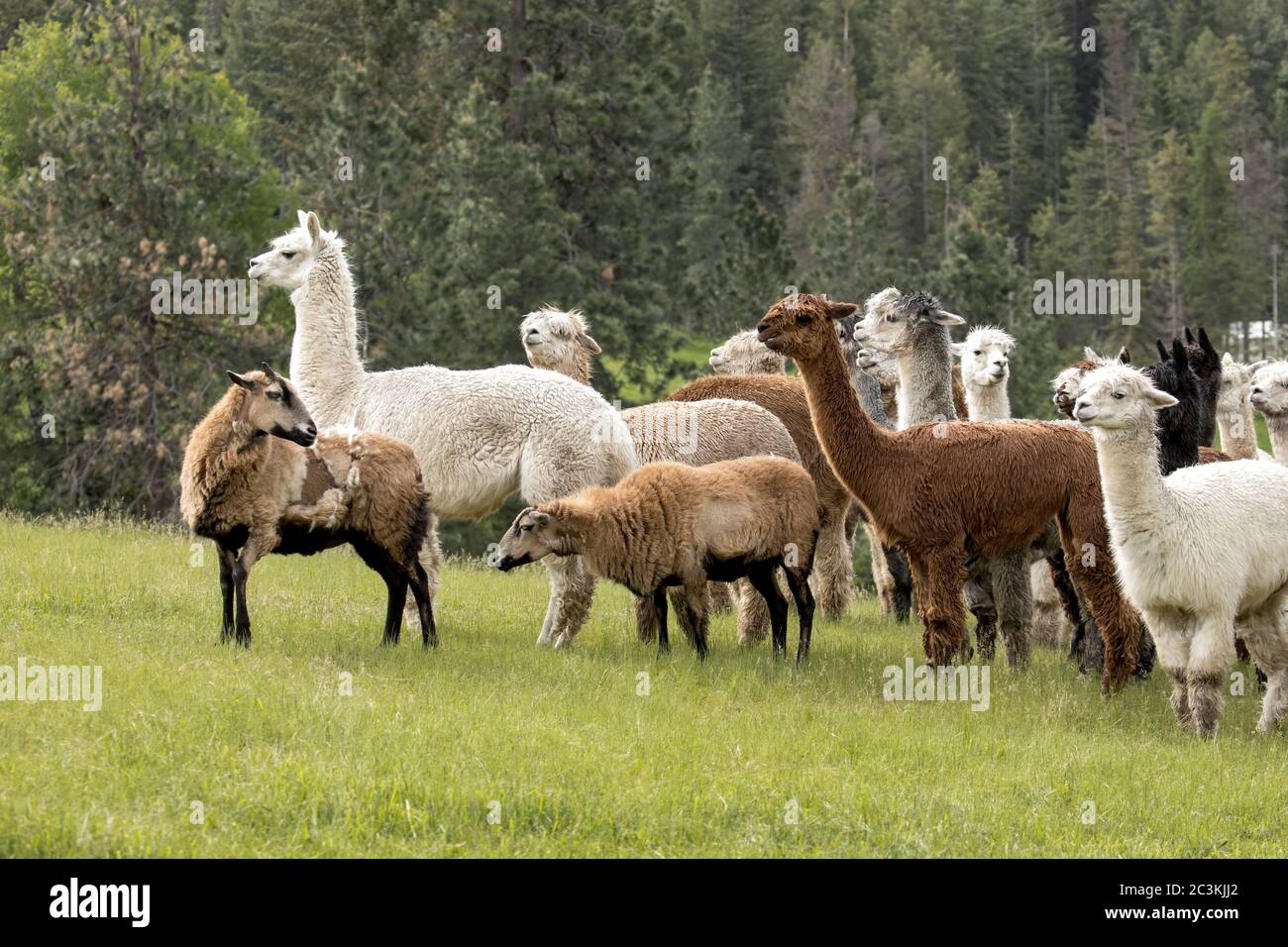 An icelandic sheep looks back at the group of farm animals in north ...