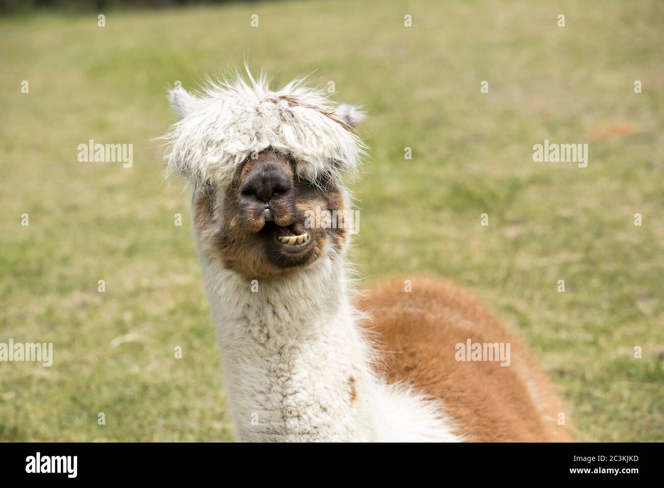Alpaca teeth hi-res stock photography and images - Alamy
