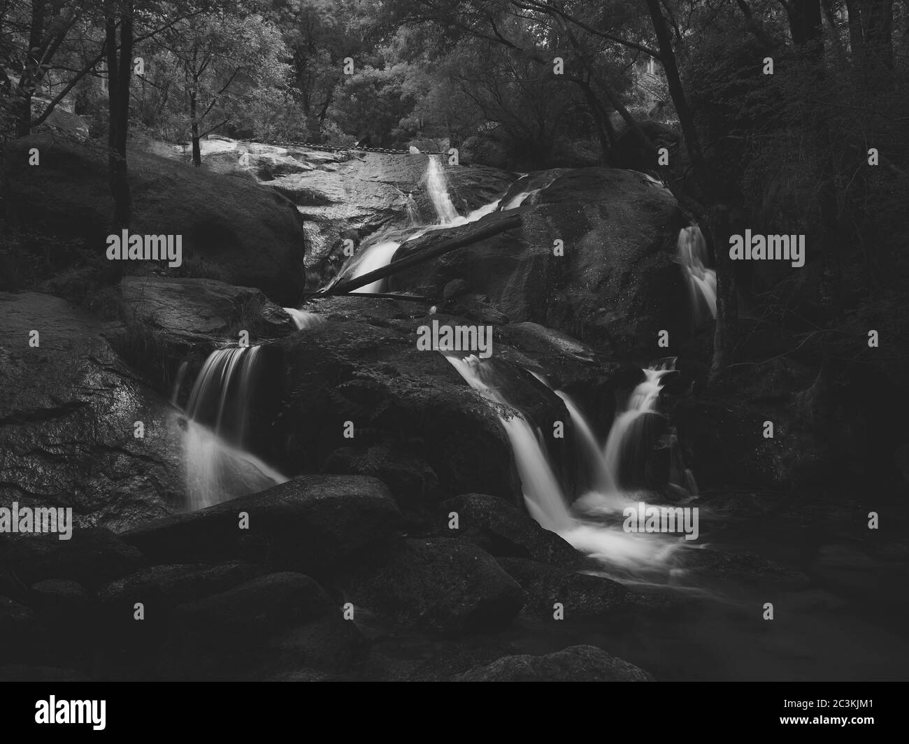 Primal forest Black and White Stock Photos & Images - Alamy