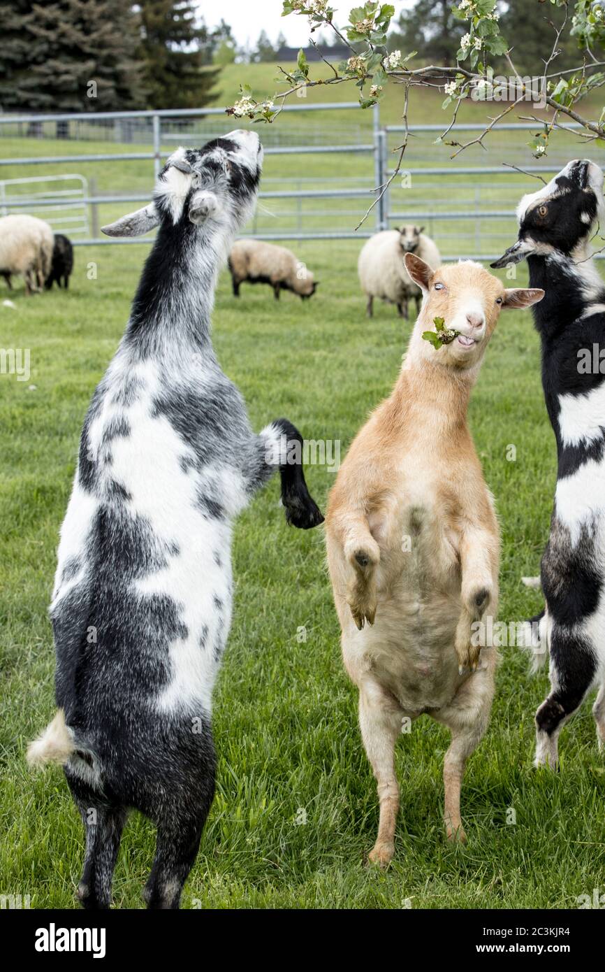 Goat standing on hind legs hi-res stock photography and images - Alamy