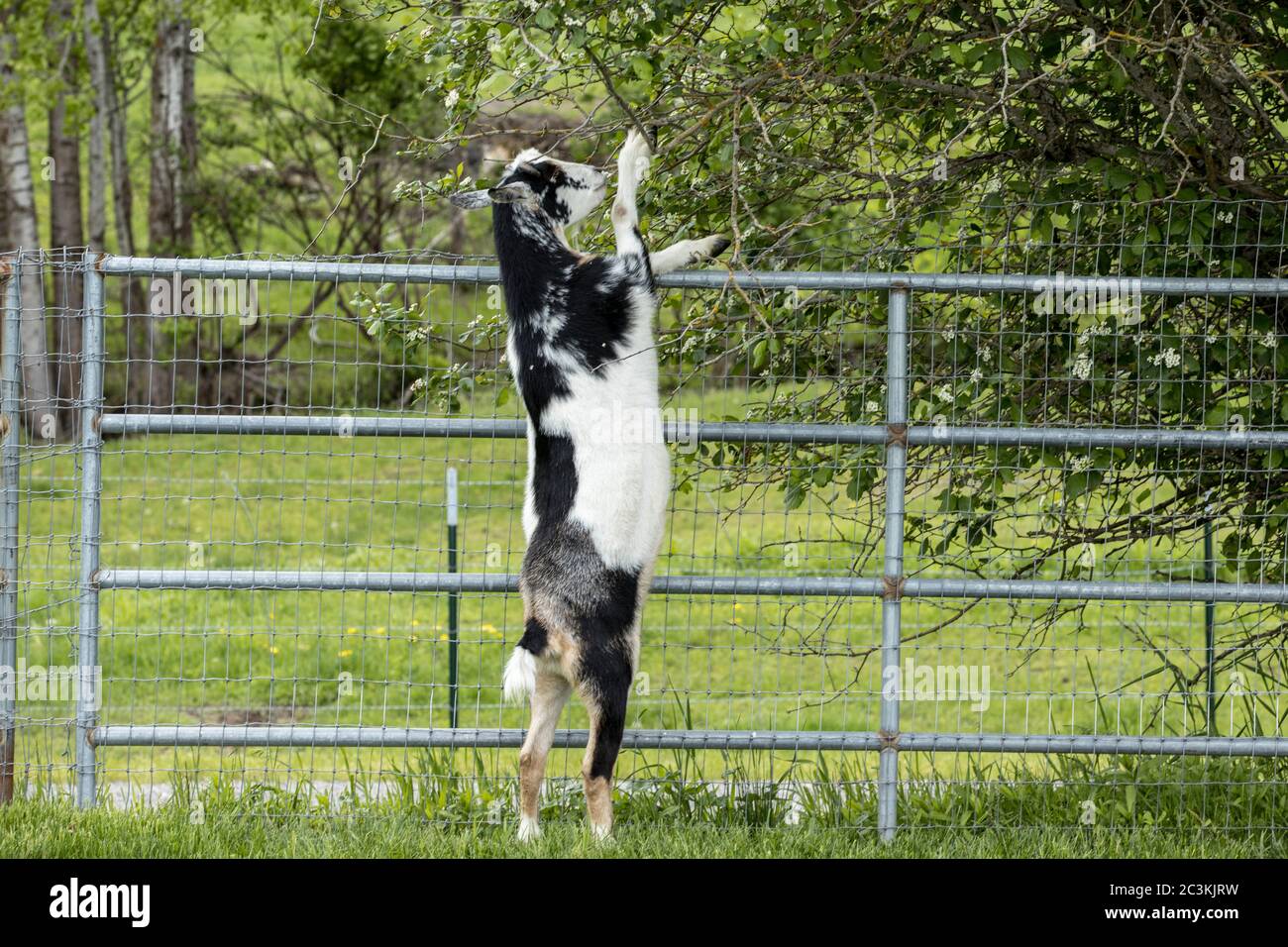 Goats standing up eating leaves hi-res stock photography and images - Alamy