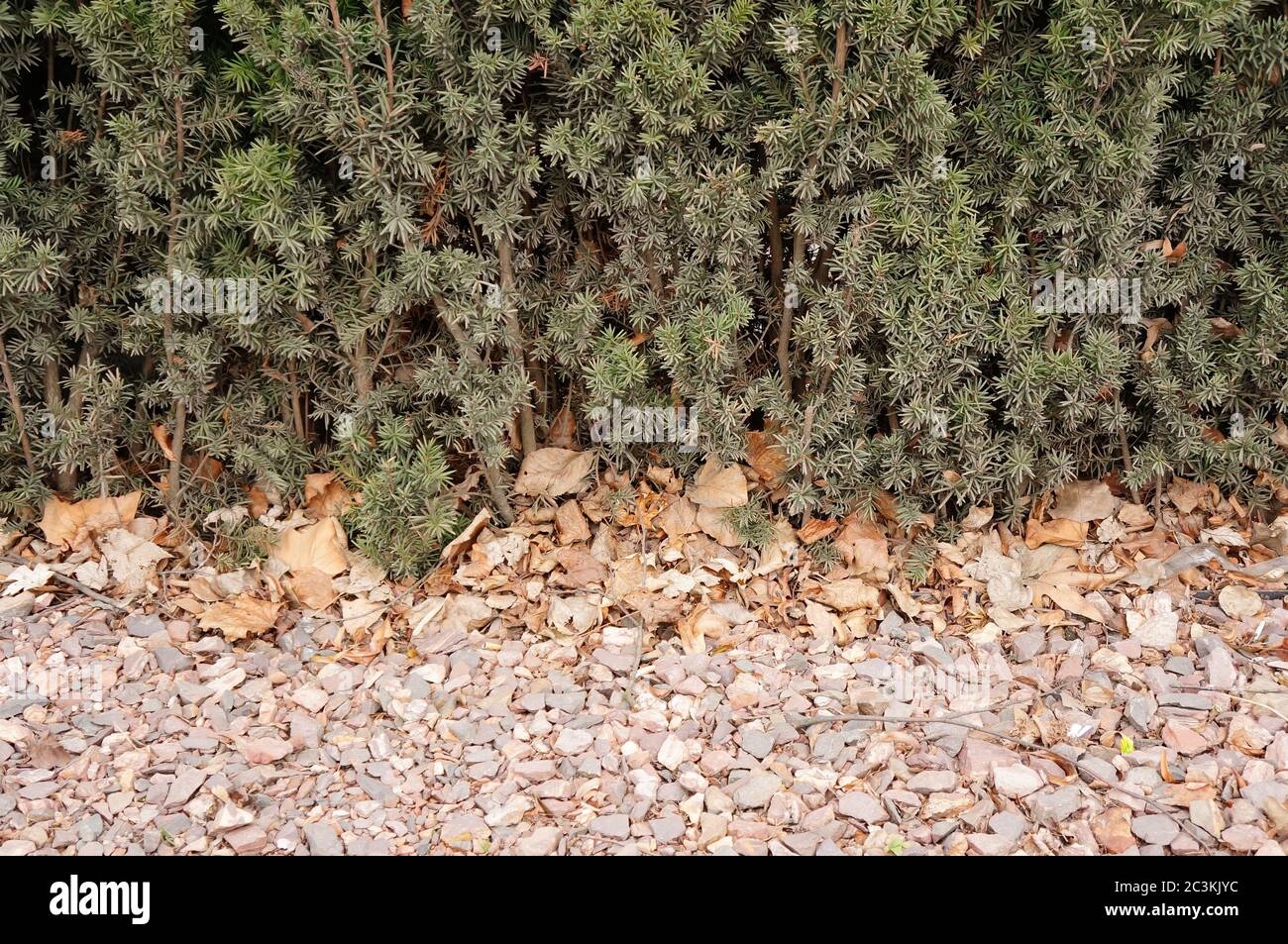 Top view of a plant with dry leaves and rocks on a ground Stock Photo ...
