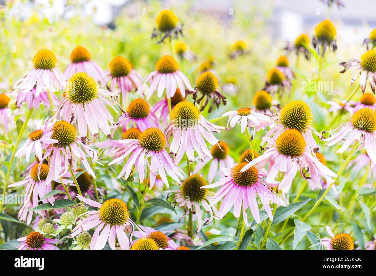 California coneflower hi-res stock photography and images - Alamy