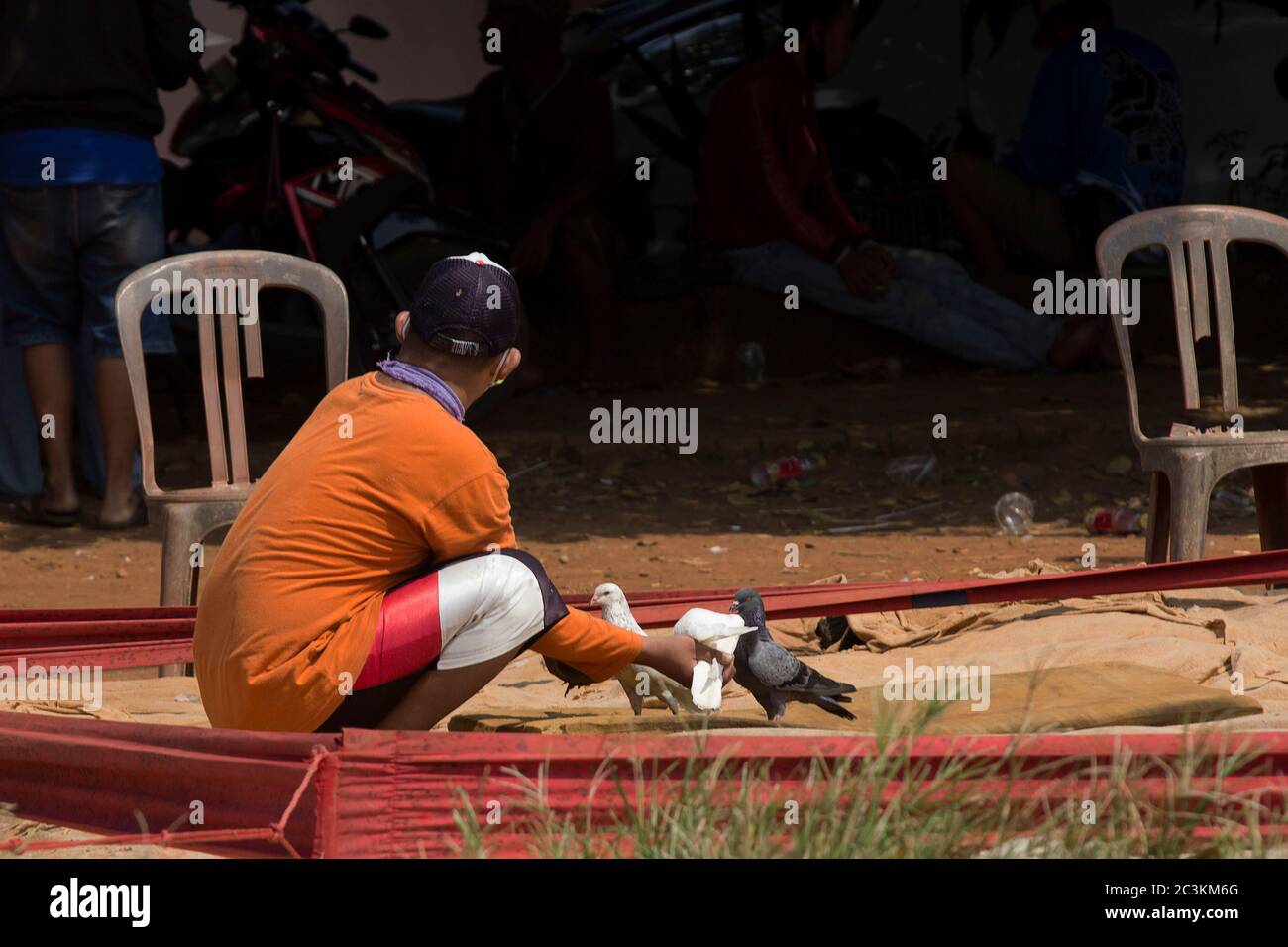 Racing pigeon best hi-res stock photography and images - Alamy