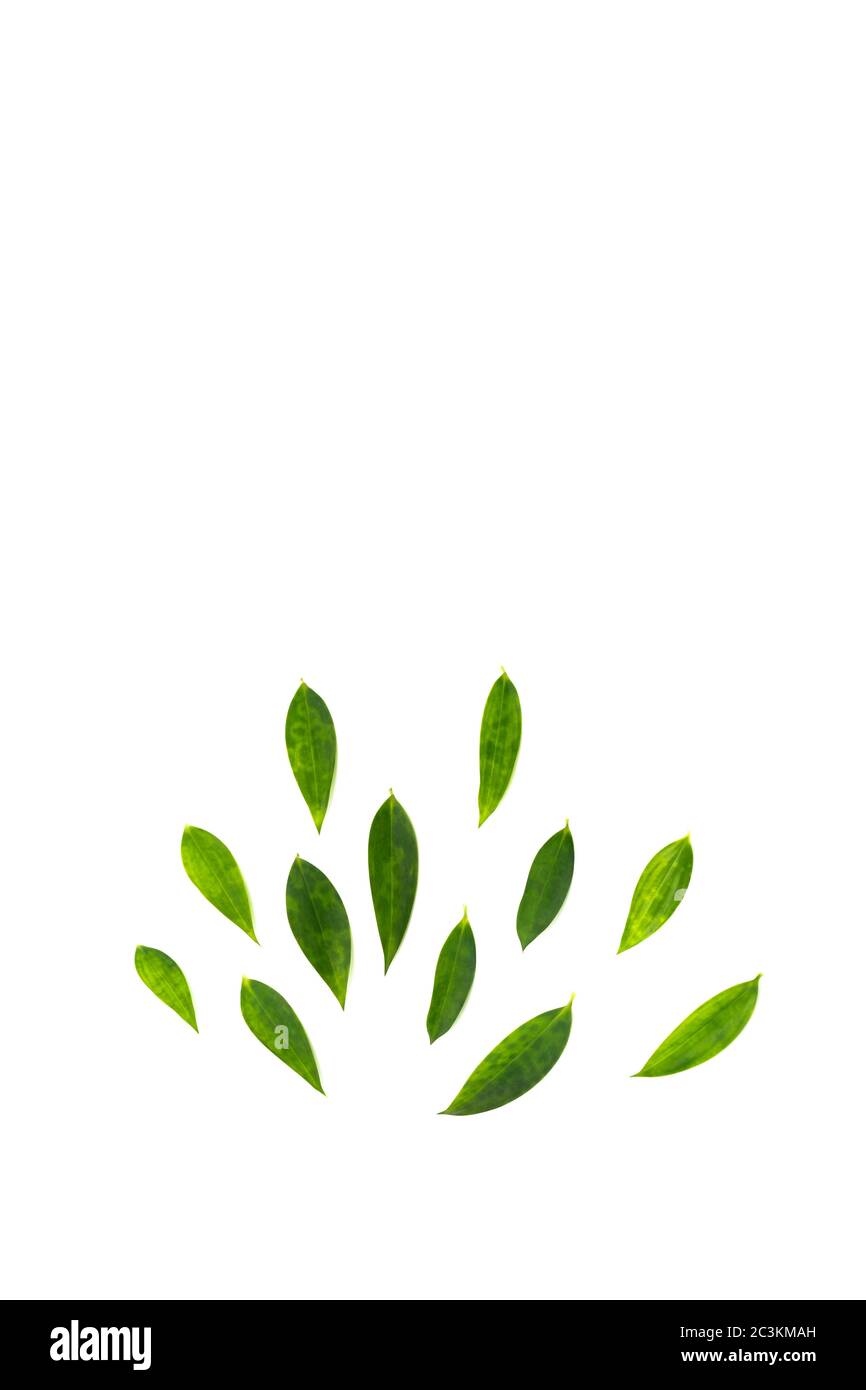 Leafs are arranged like a half circle radius in studio light on white ...