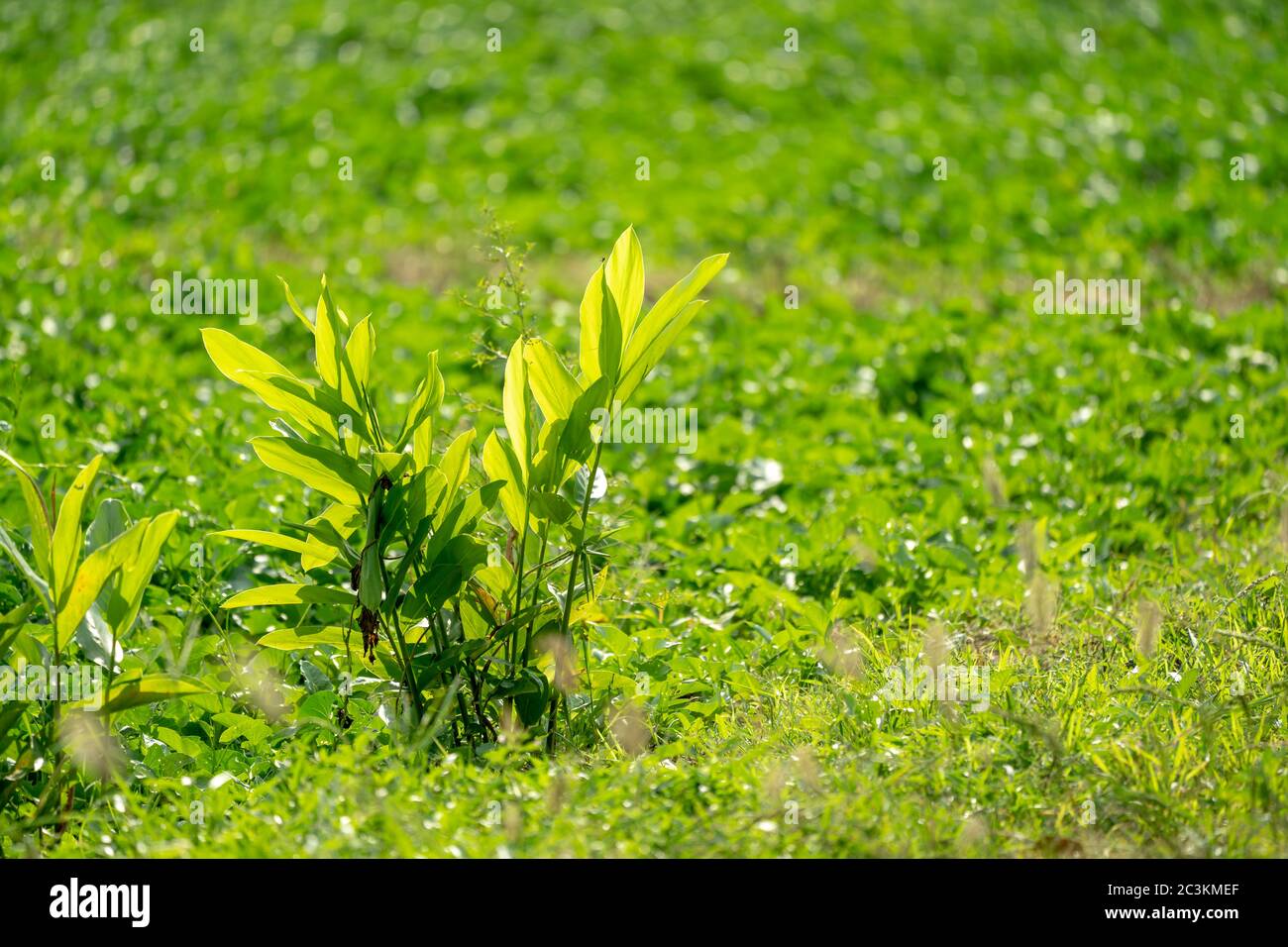 liitle tree are glowing in the morning sunlight on the grass field ...