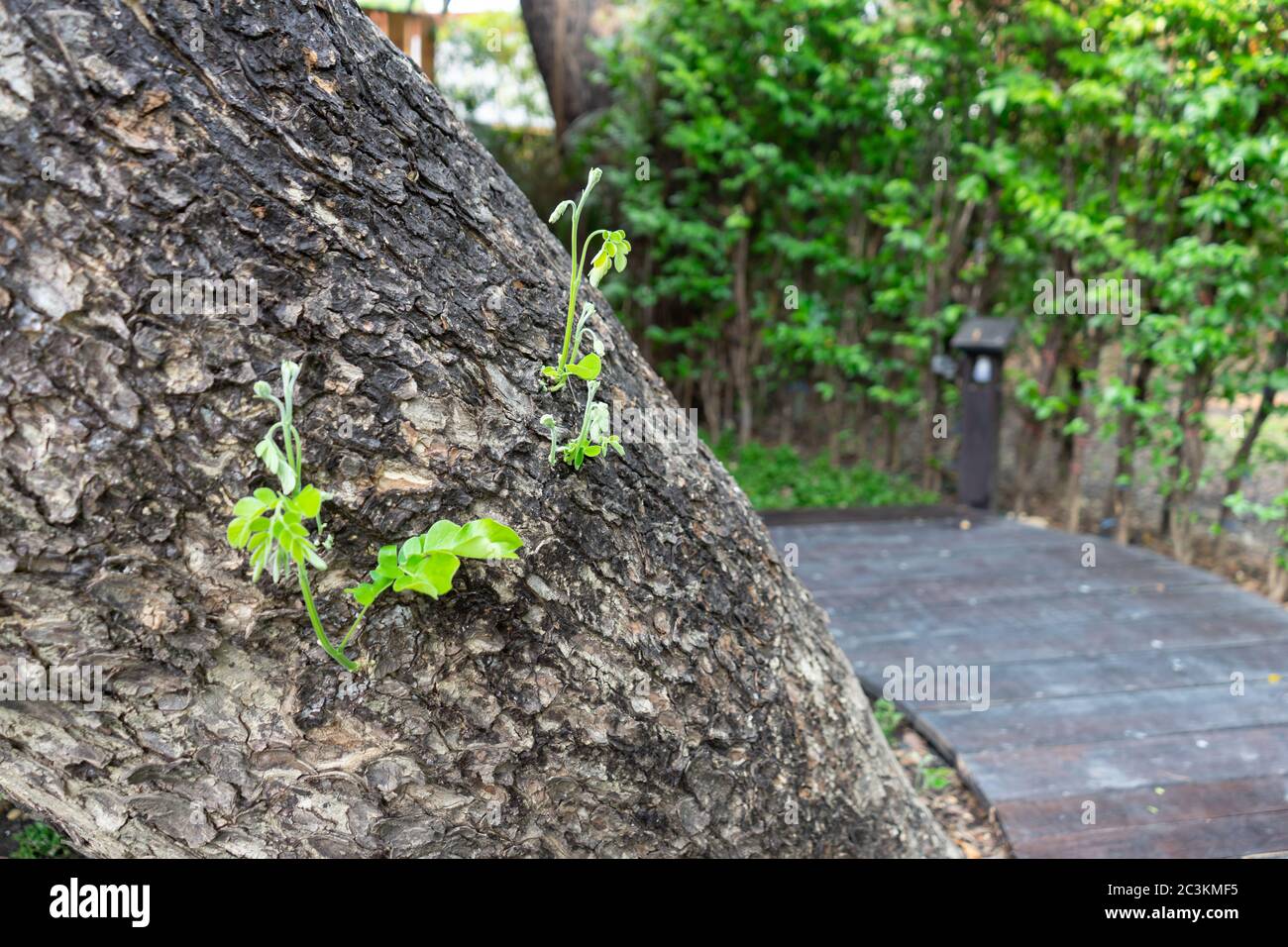 ReNew and Reborn the sapling plant from the burned big tree, It tries ...