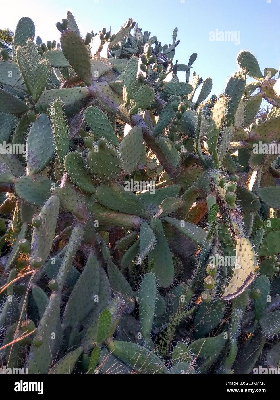 Rare desert flowering hi-res stock photography and images - Alamy