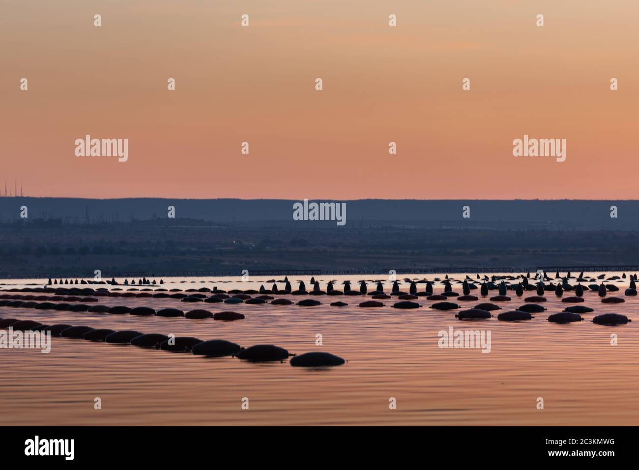 Mediterranean mussel farm in the Mar Piccolo of Taranto, Puglia, Italy ...