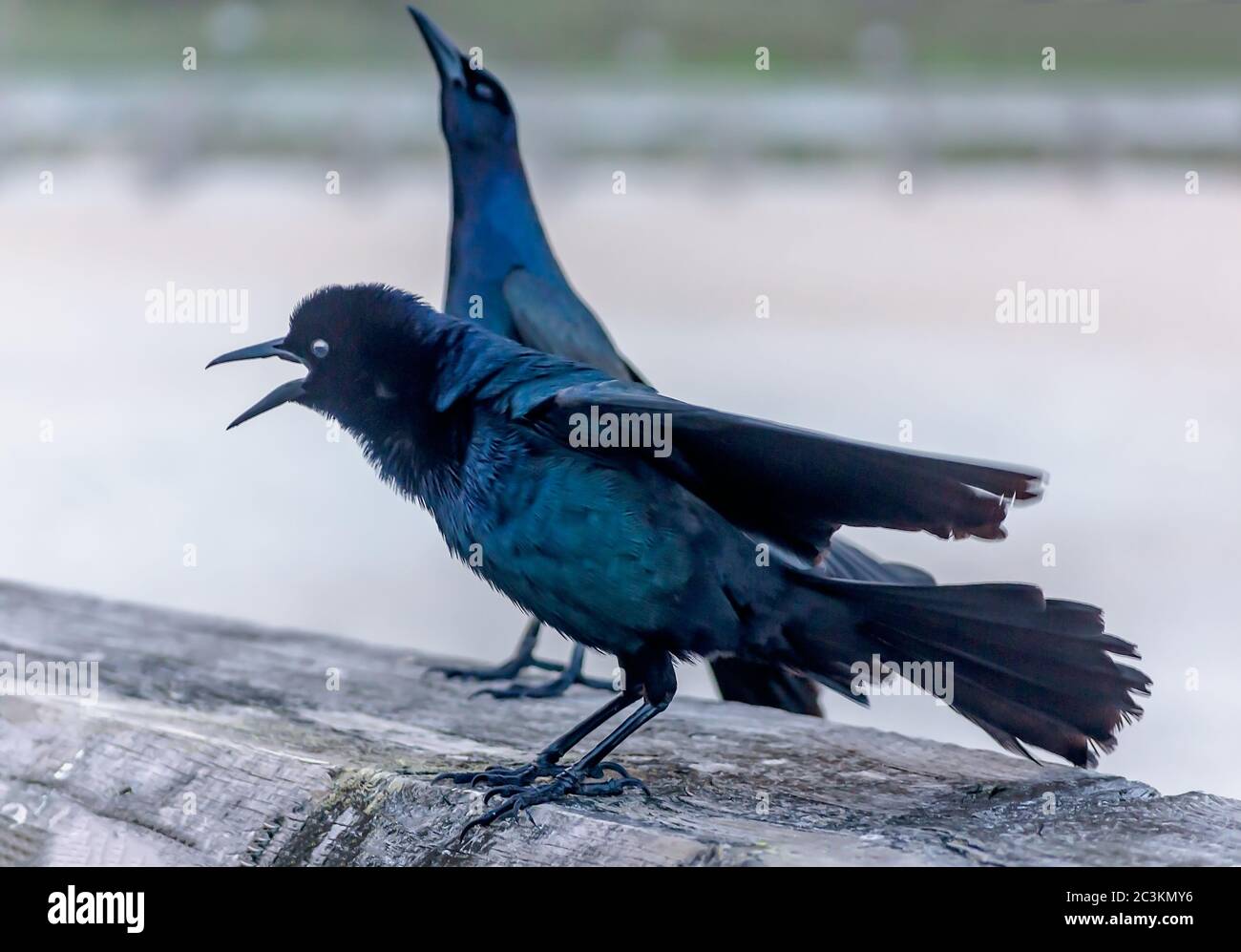 Grackles hi-res stock photography and images - Alamy