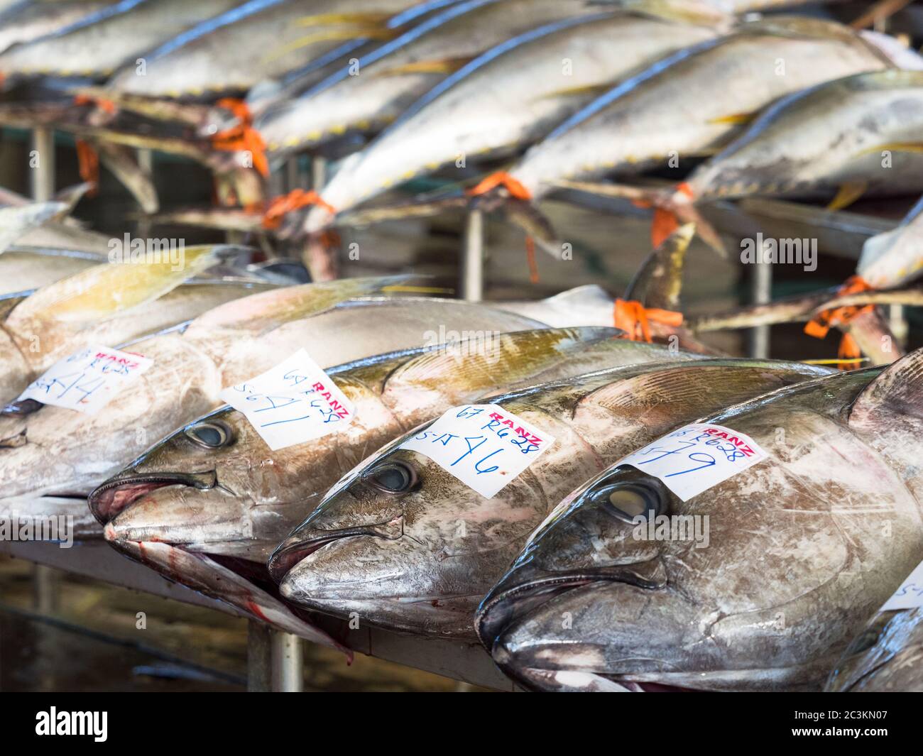 General Santos City - September 1, 2016: Yellowfin tuna lined up for ...