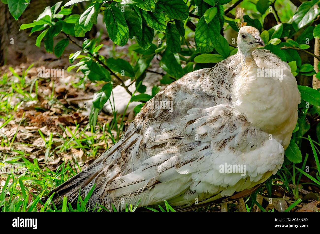 Peahen bird hi-res stock photography and images - Alamy