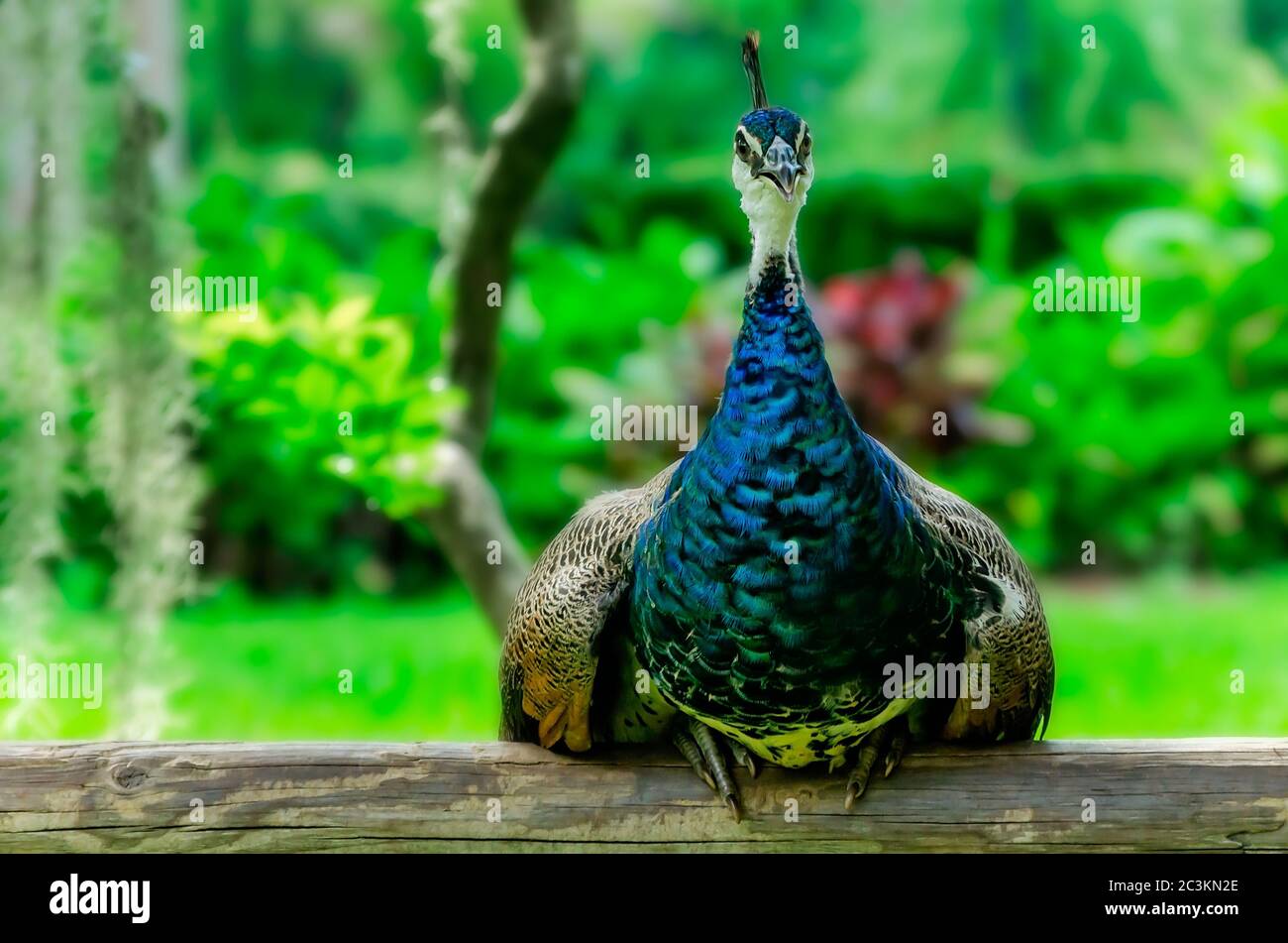Peahen hi-res stock photography and images - Alamy