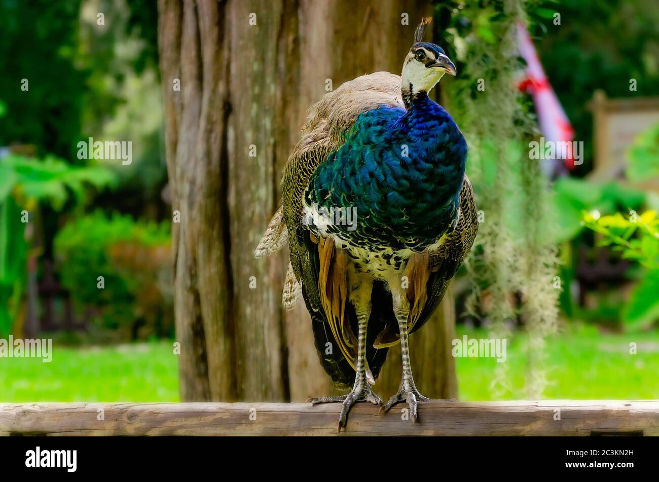 Peahen bird hi-res stock photography and images - Alamy