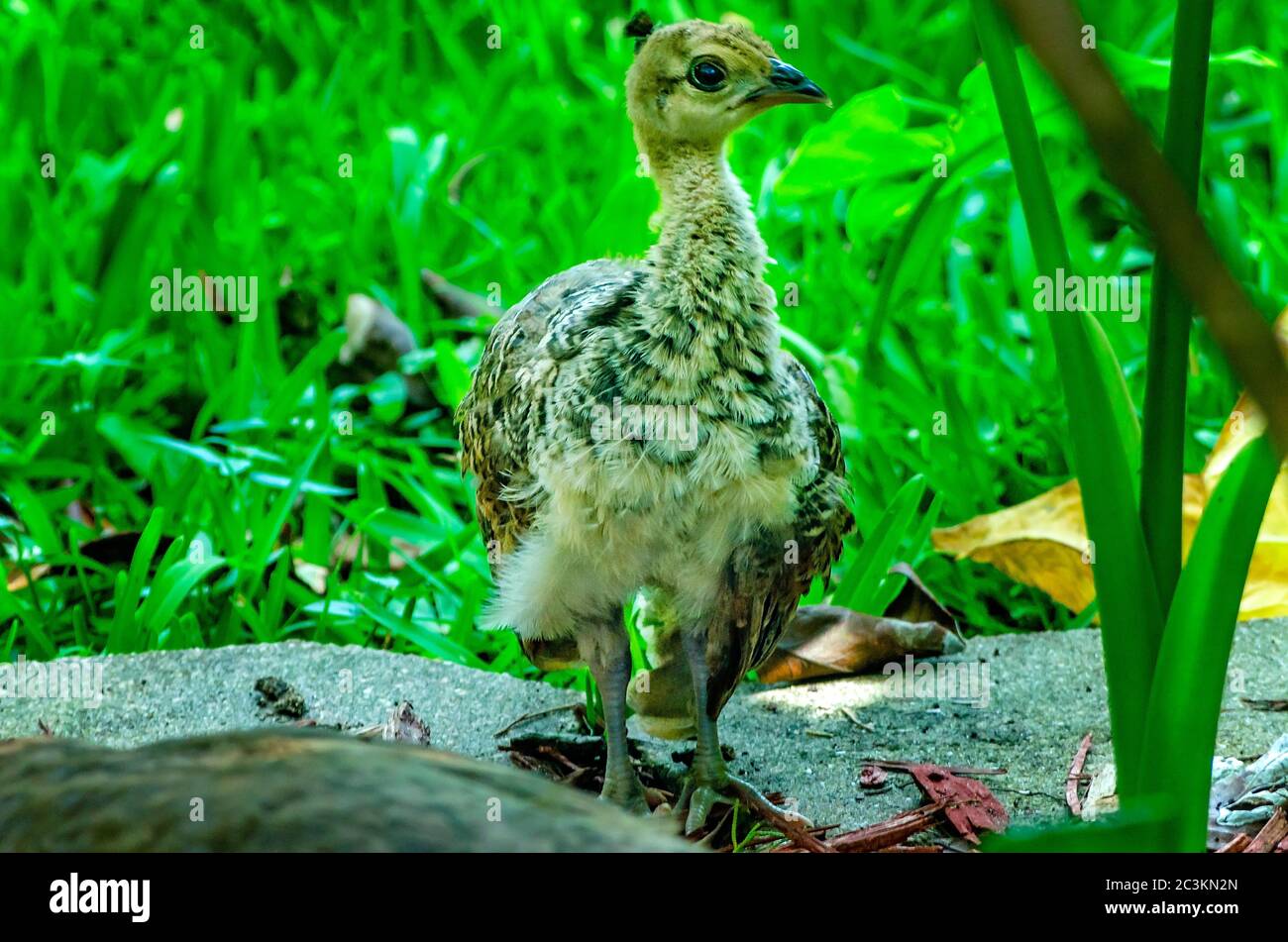 An Indian peachick stands alone at Ponce de Leon’s Fountain of Youth ...