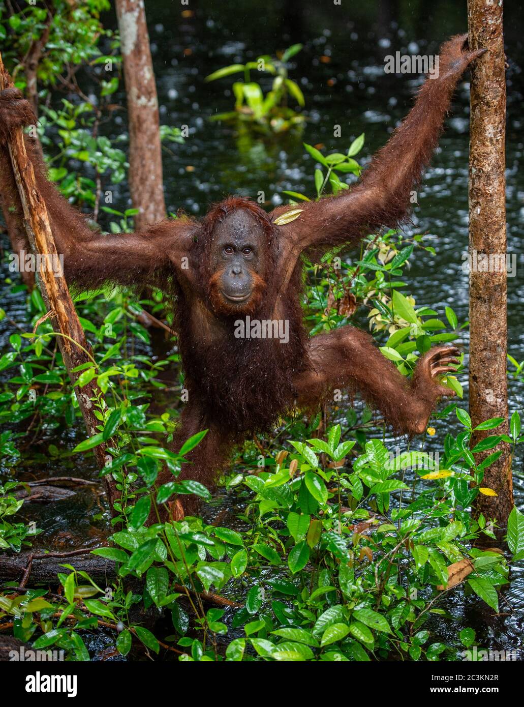 Bornean orangutan on the tree under rain in the wild nature. Central ...