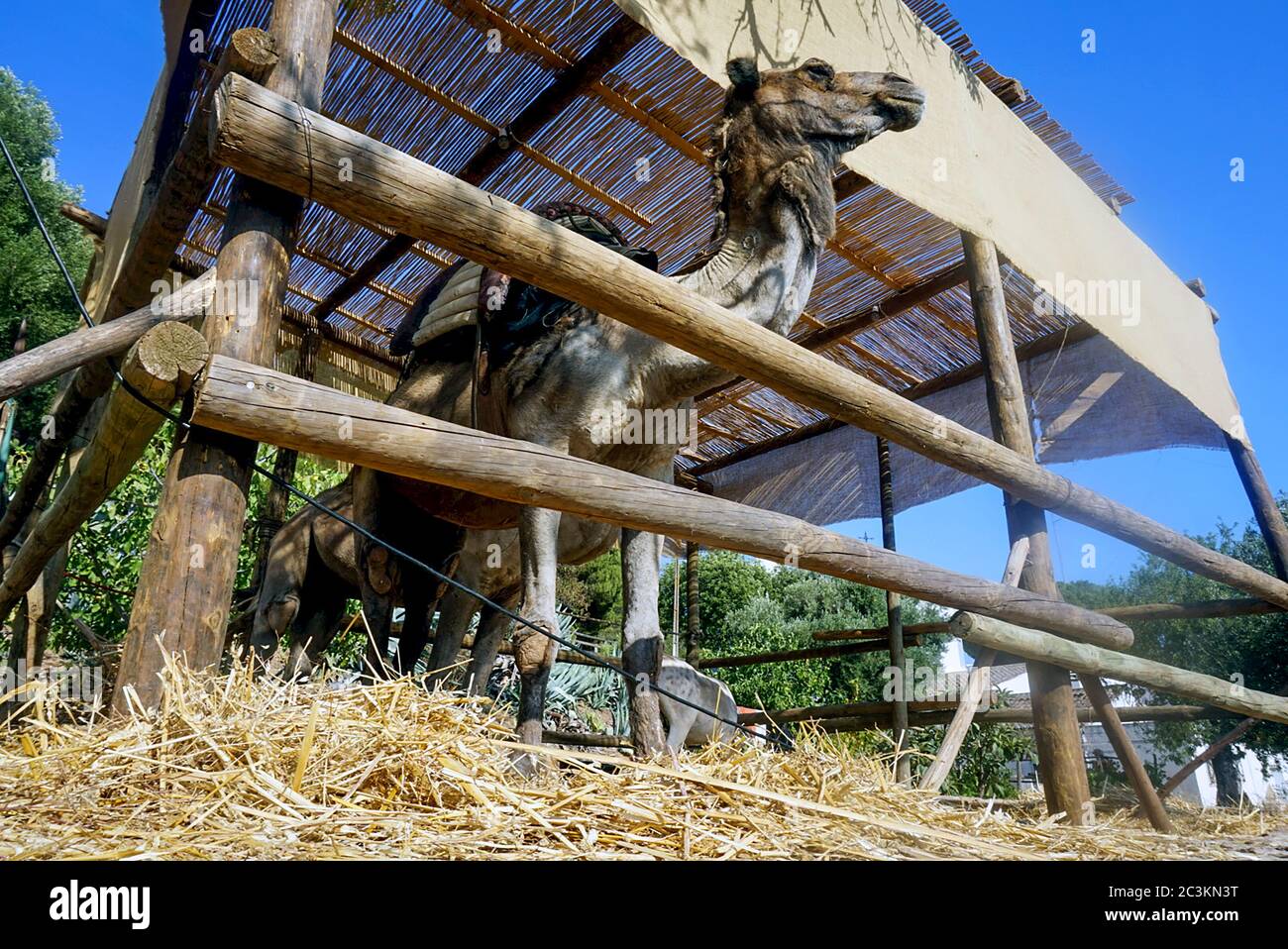 Low angle shot of a camel in a wooden cage Stock Photo - Alamy
