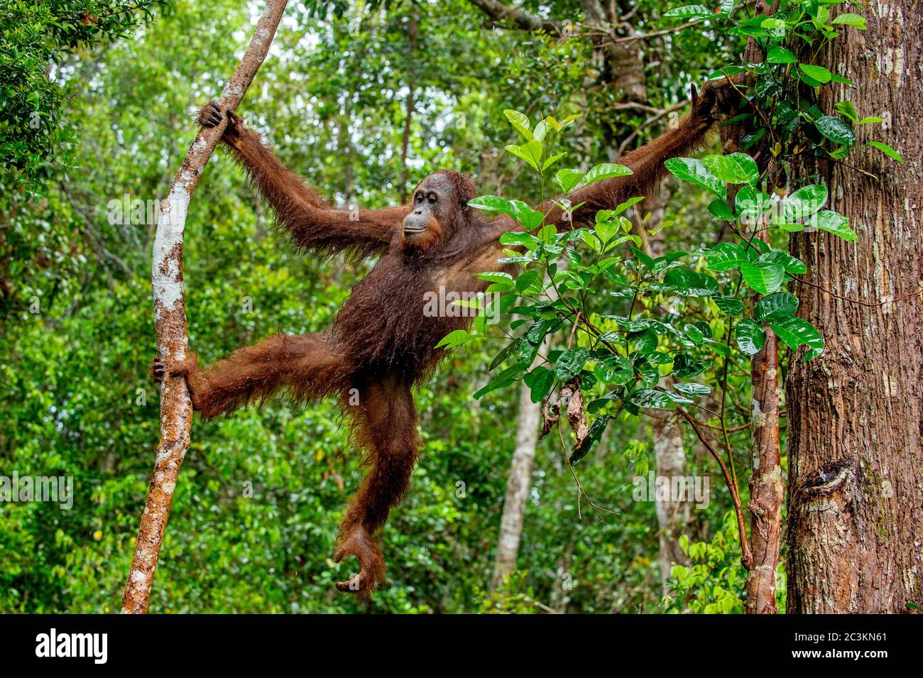 Orangutan under the trees hi-res stock photography and images - Alamy