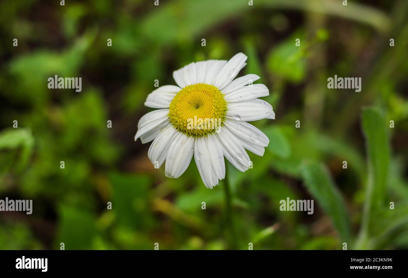Moon Daisy High Resolution Stock Photography and Images - Alamy