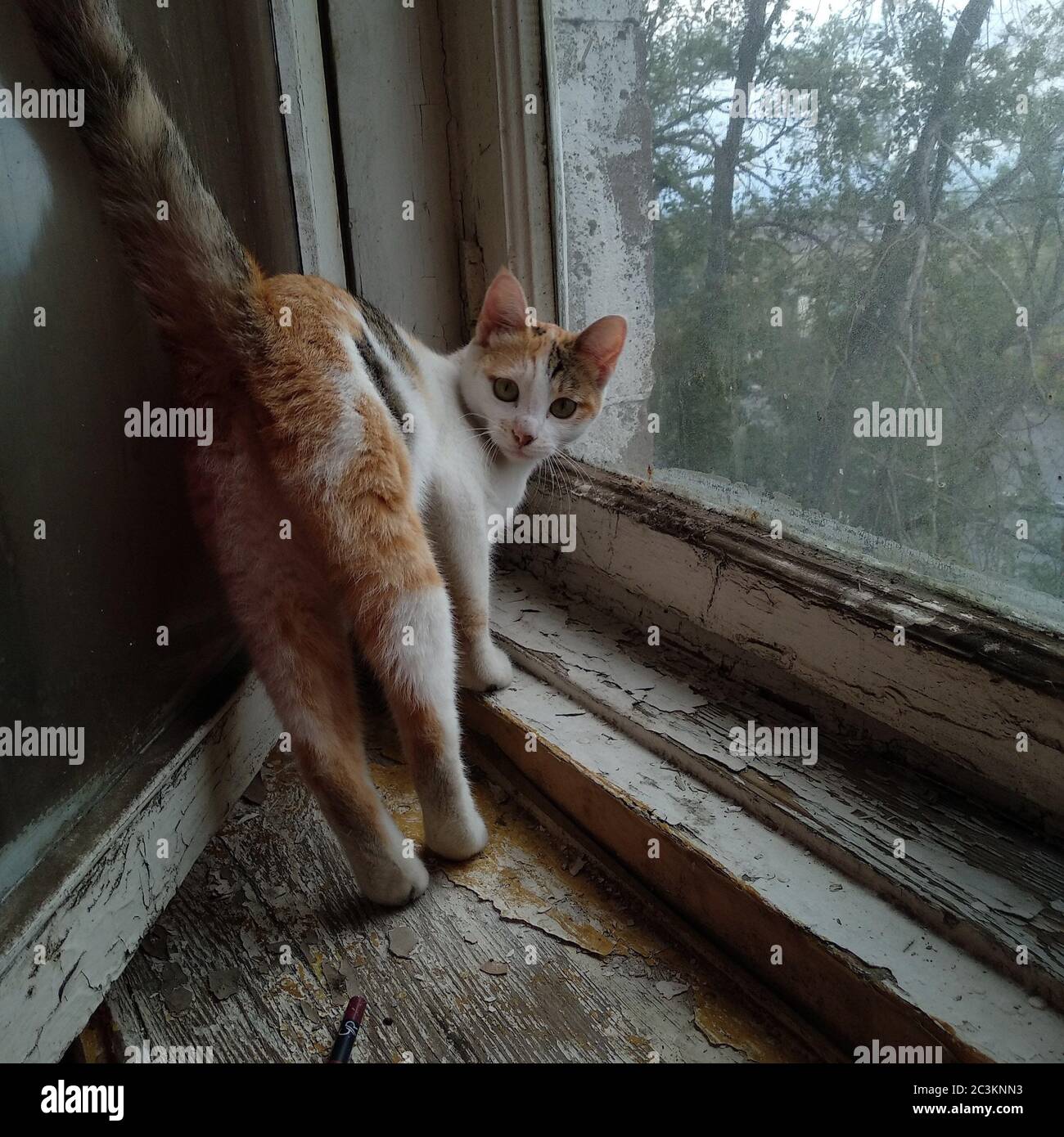 Orange and white cat behind a window Stock Photo - Alamy