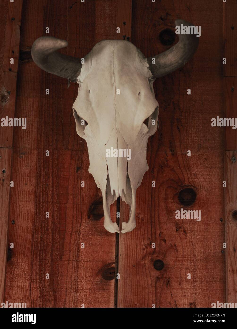 Bone attached hi-res stock photography and images - Alamy