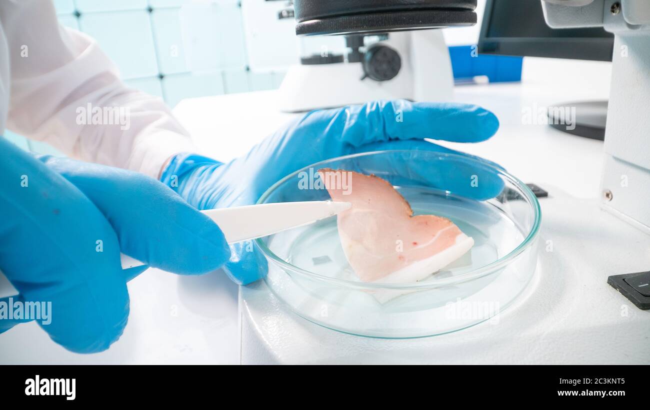 Inspection of meat and fish quality in the food quality laboratory ...