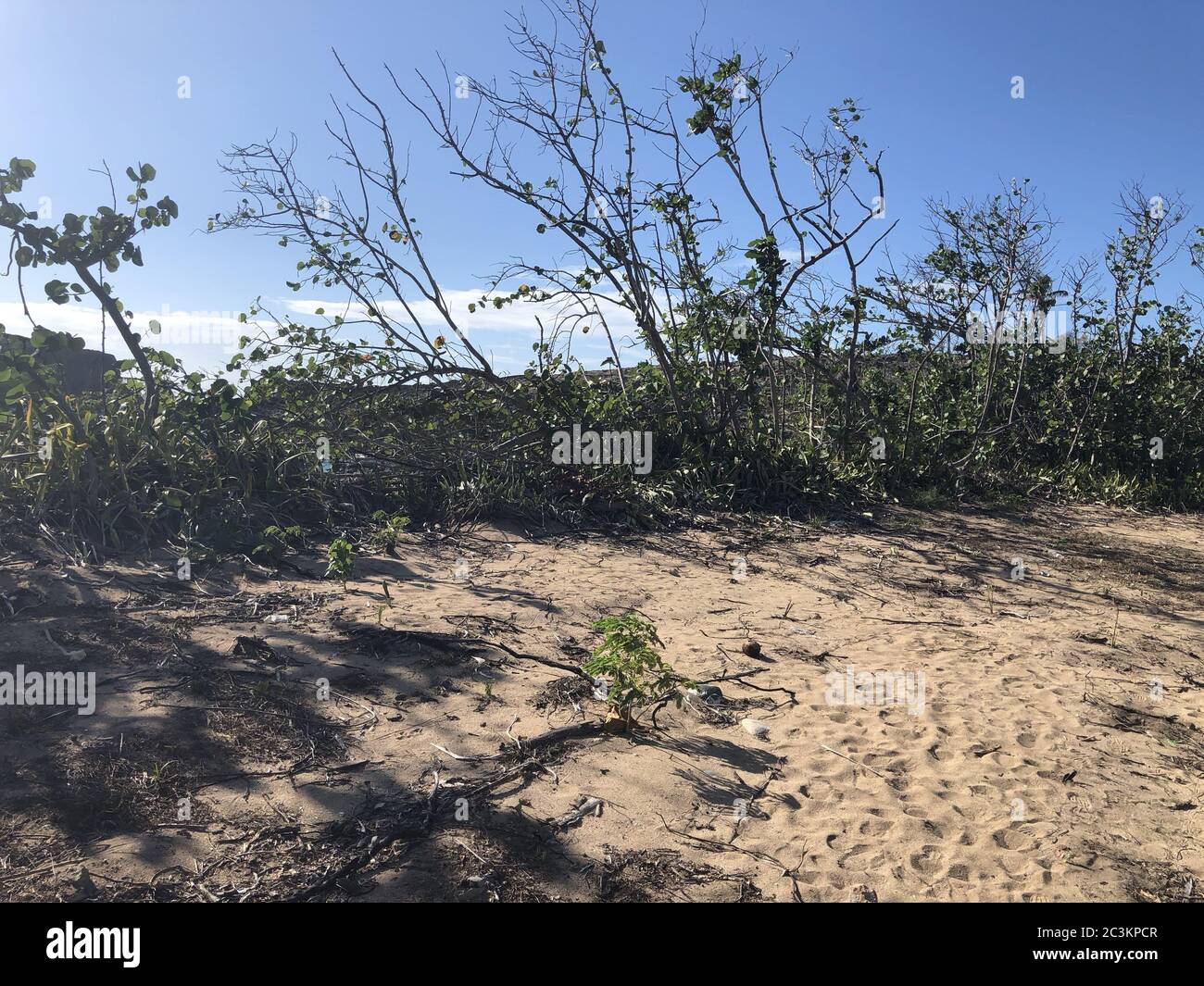 Puerto rican jungle hi-res stock photography and images - Alamy