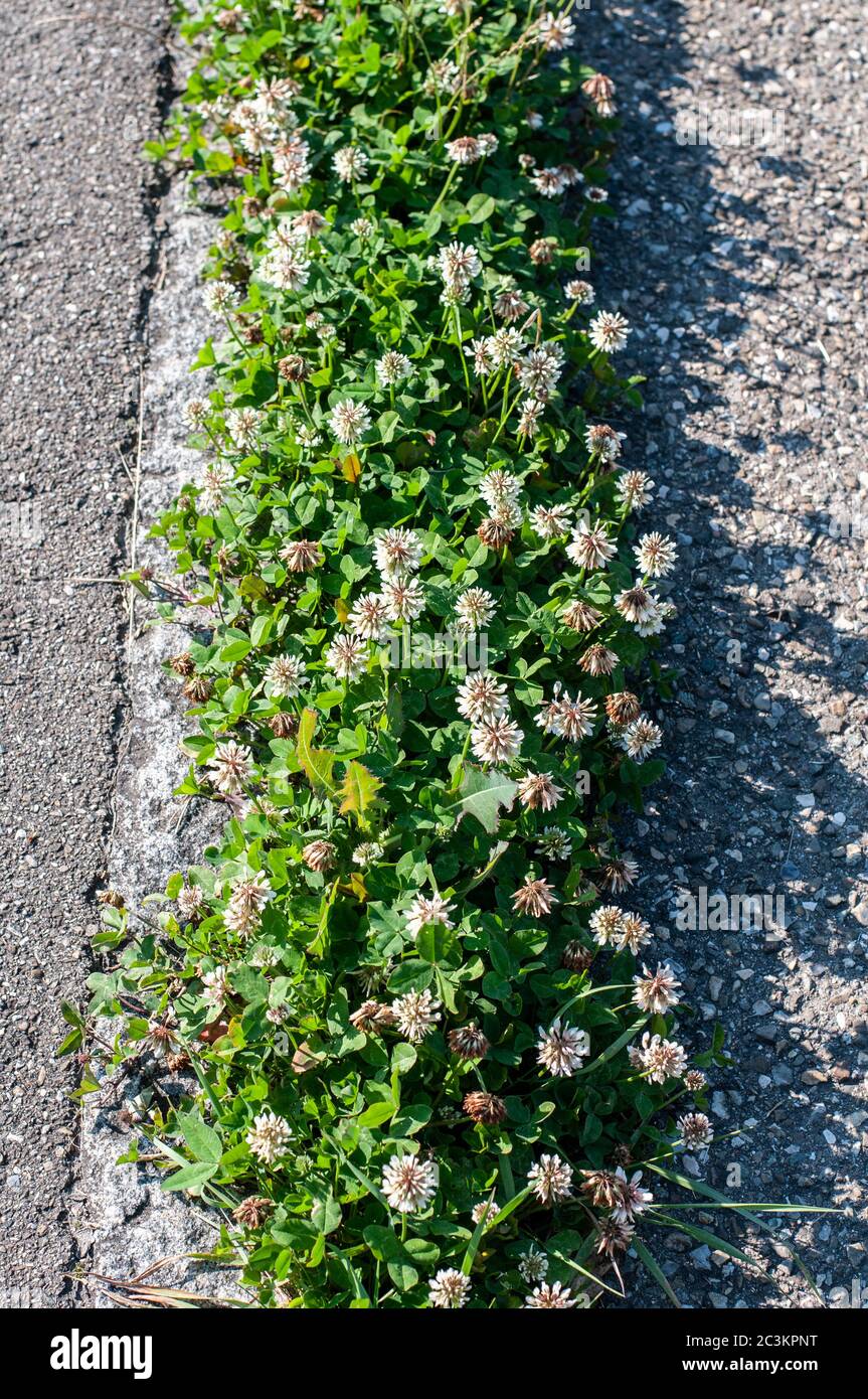 Blossom in the gutter hi-res stock photography and images - Alamy
