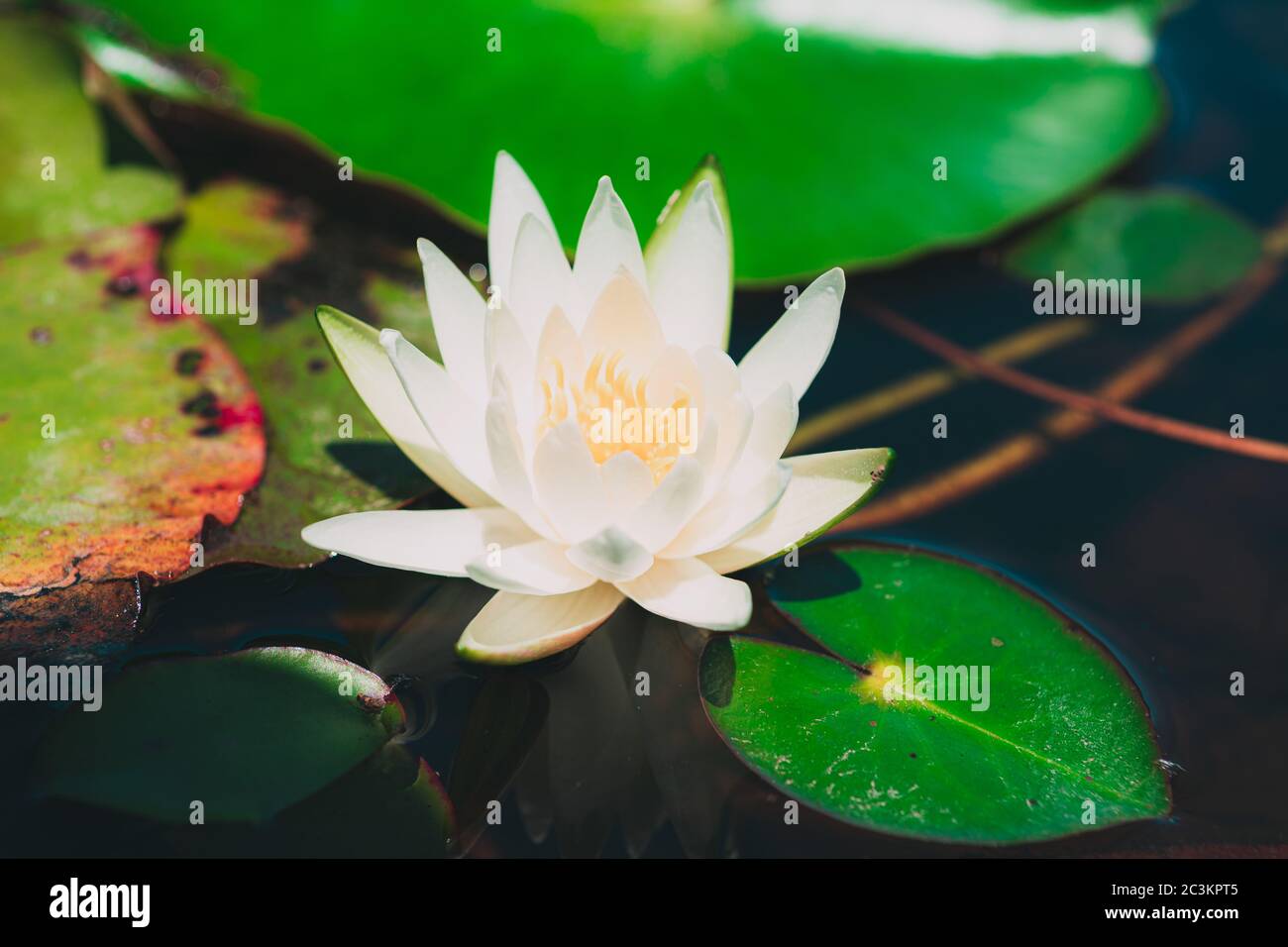 Single beautiful white water lily with its reflectionn Stock Photo - Alamy