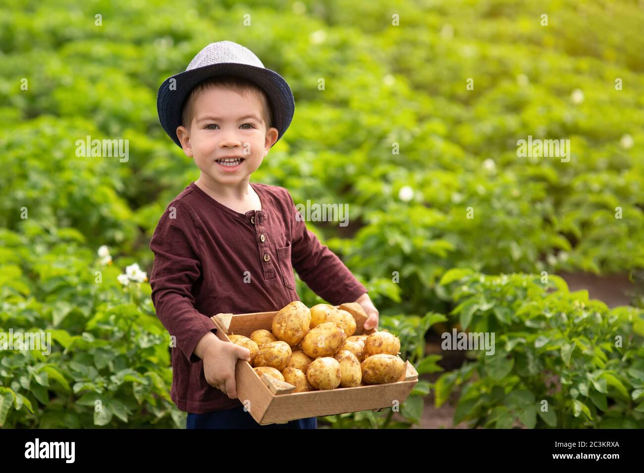 Kid potatoes hi-res stock photography and images - Alamy