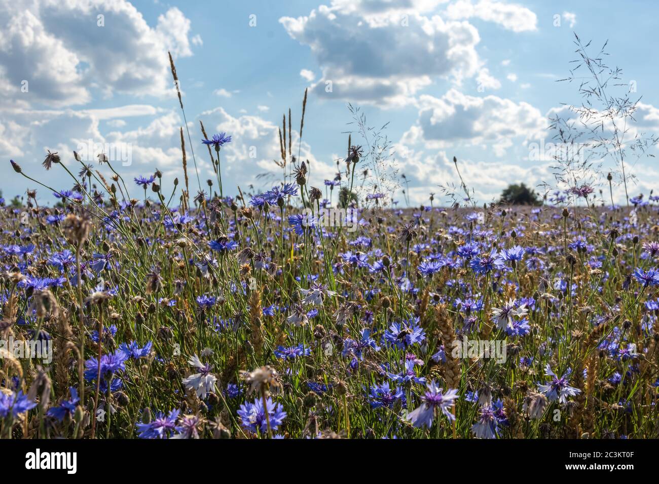 Beautiful shot of blue flower field under the blue sky and white clouds ...
