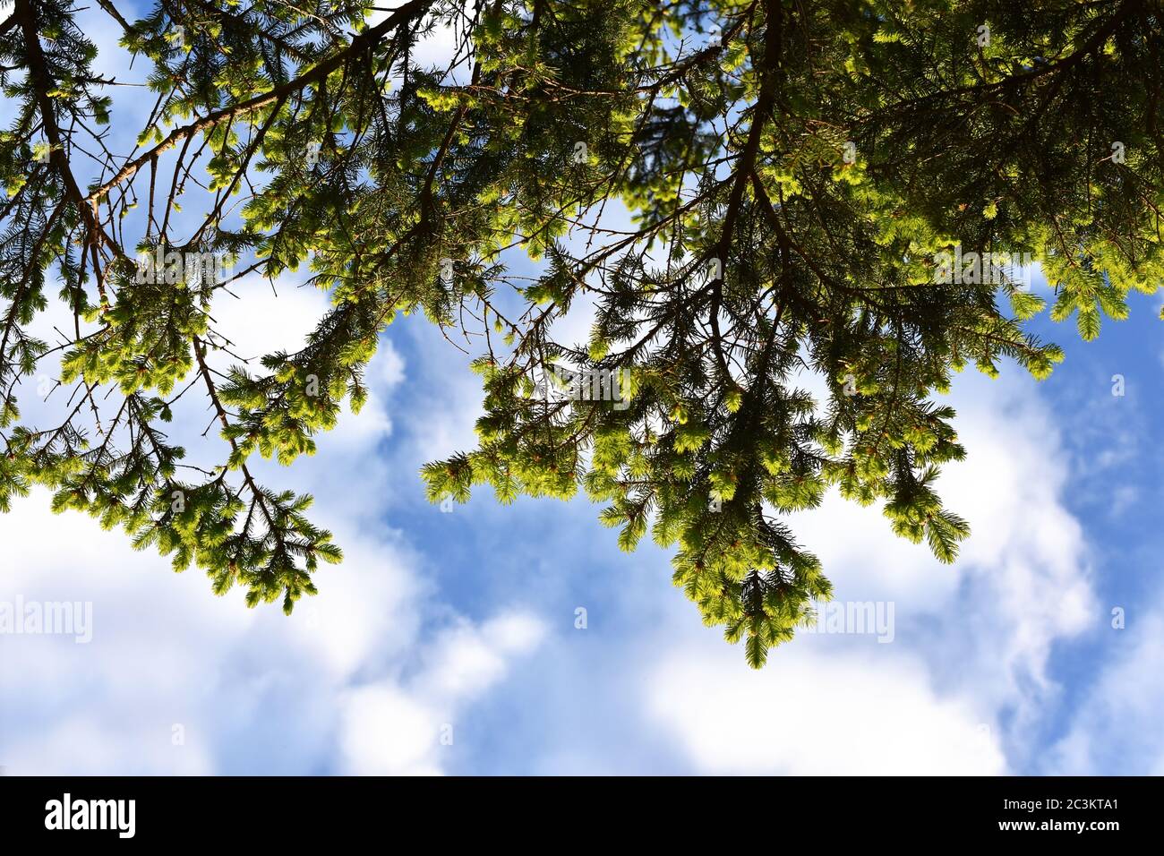 Wood looking at sky hi-res stock photography and images - Alamy