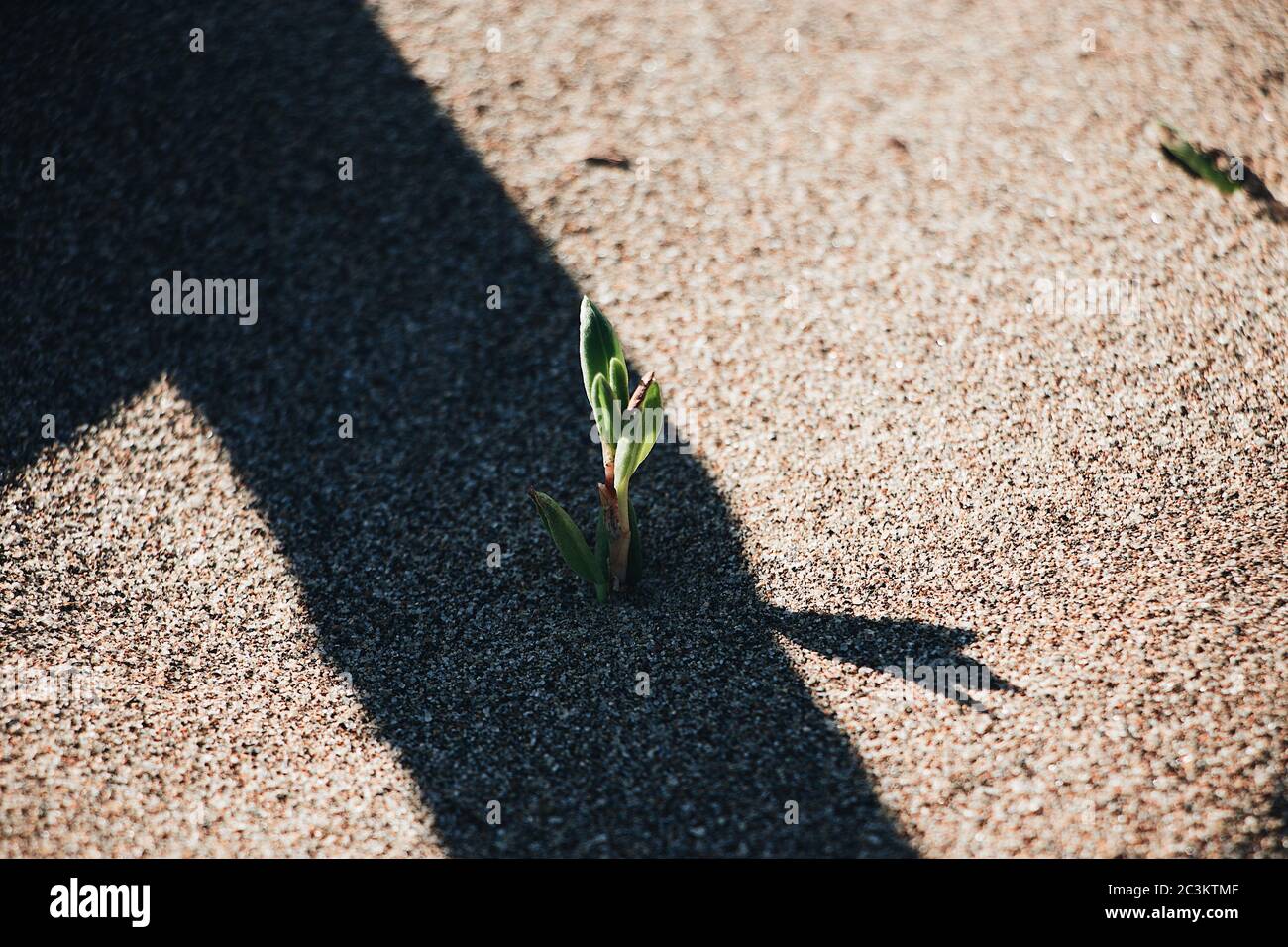 Small plant growing on the ground with a shadow on it Stock Photo - Alamy