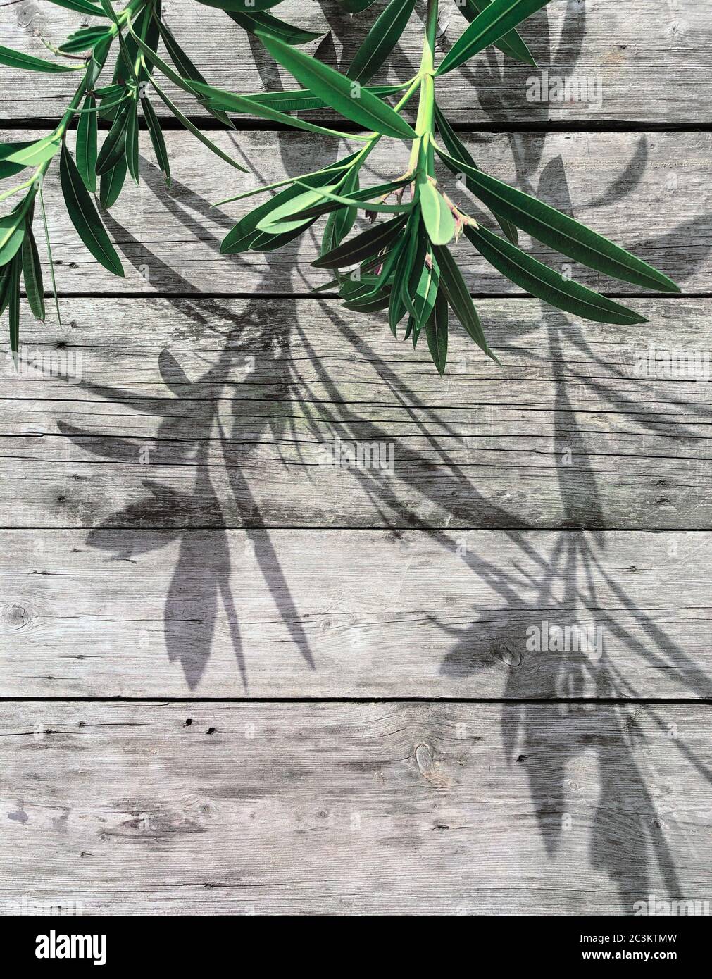 Grey wooden table and green leaves with sunlight and shadow. Flat lay ...