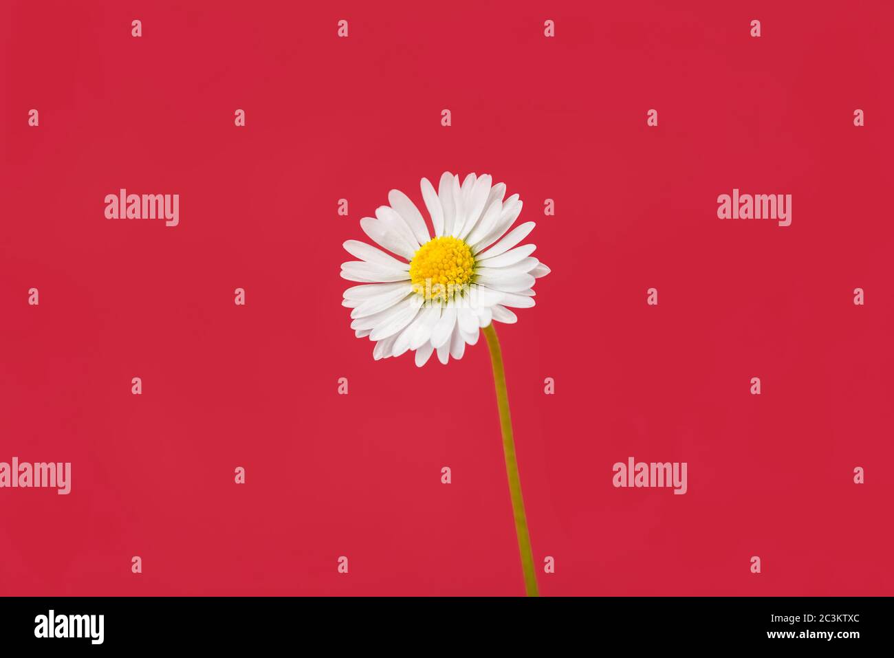 Single daisy flower on a red background Stock Photo - Alamy