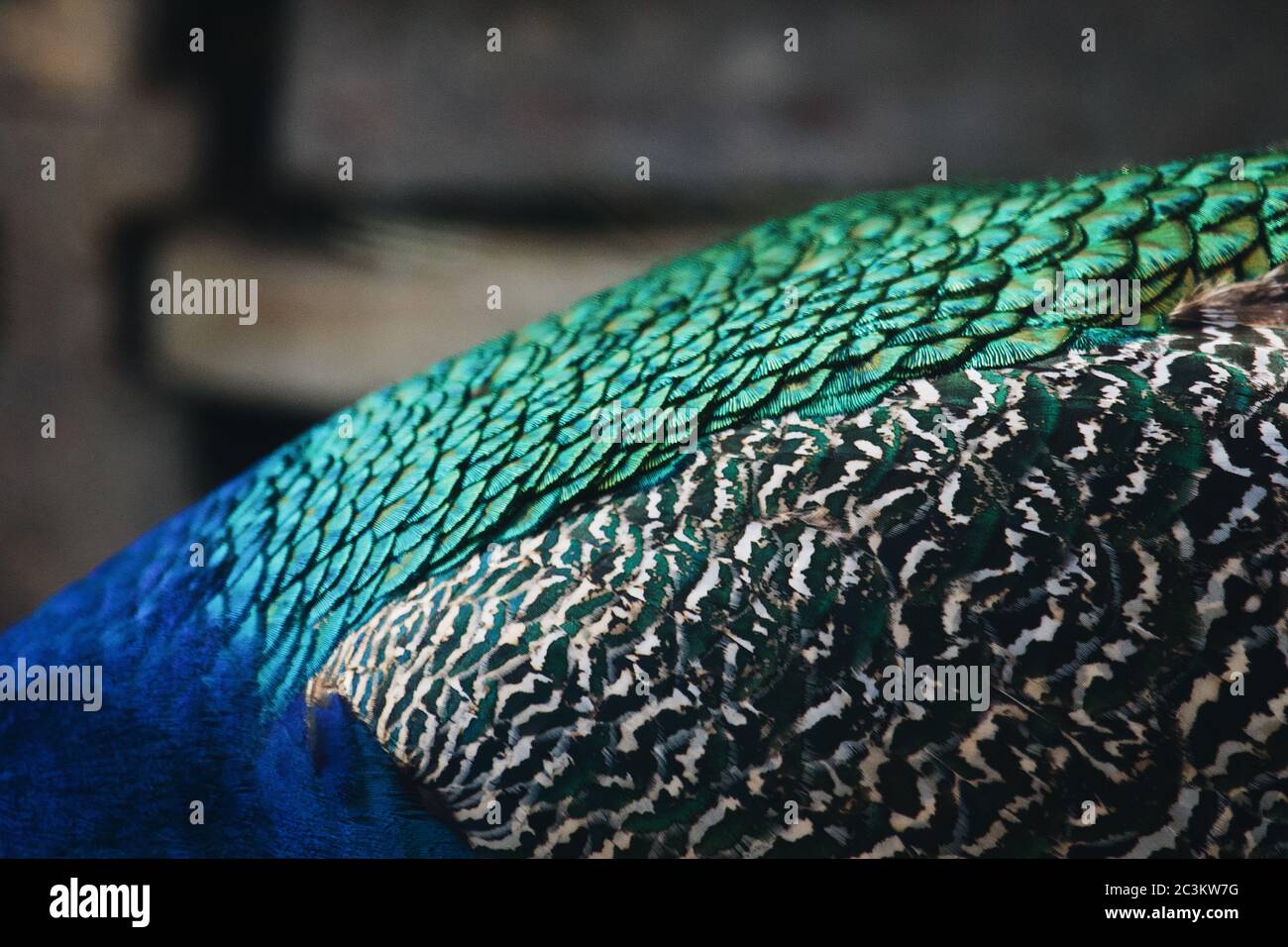 Closeup shot of a peacock skin texture Stock Photo - Alamy