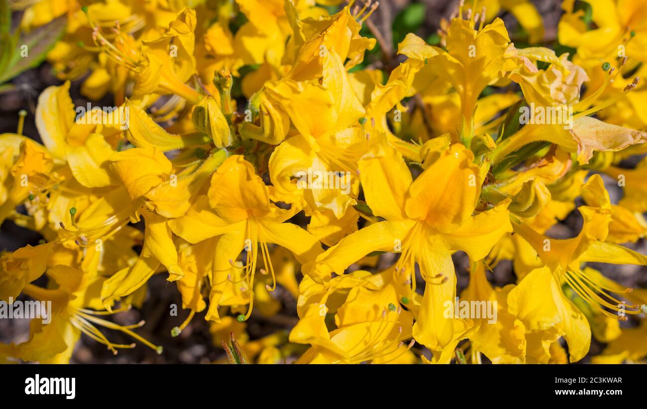 Blooming beautiful yellow rhododendrons in the garden. Macro Stock ...