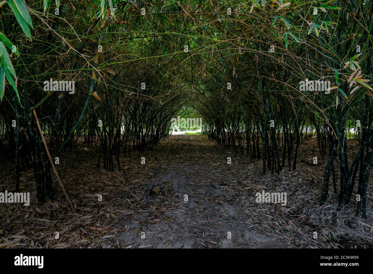 Real huge bamboo tunnel walk way in the forest of bamboo in Asia Stock ...